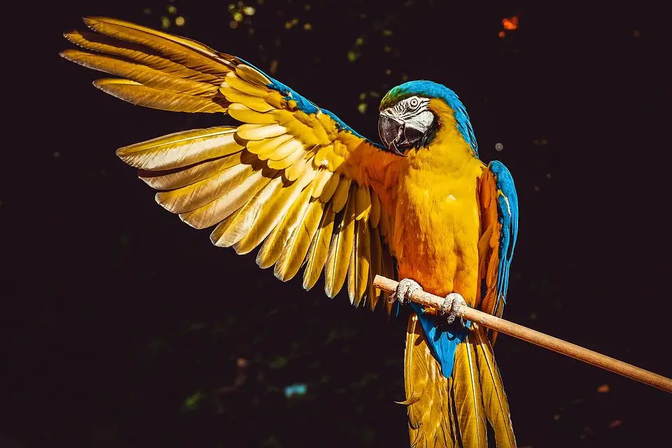 What Do Feathers Represent Spiritually Spirit Restoration