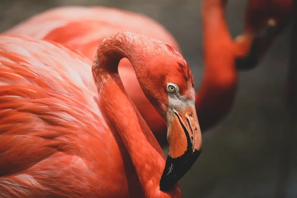 What Does A Flamingo Represent Spiritually Spirit Restoration