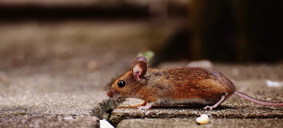 What Do Mice Represent Spiritually Spirit Restoration